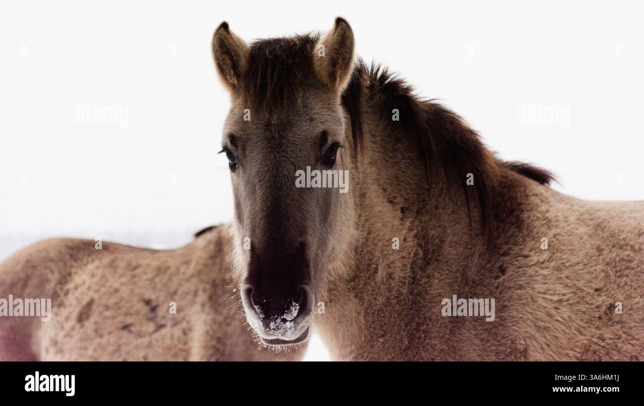 Wild horse portrait in hi-res stock photography and images - Alamy
