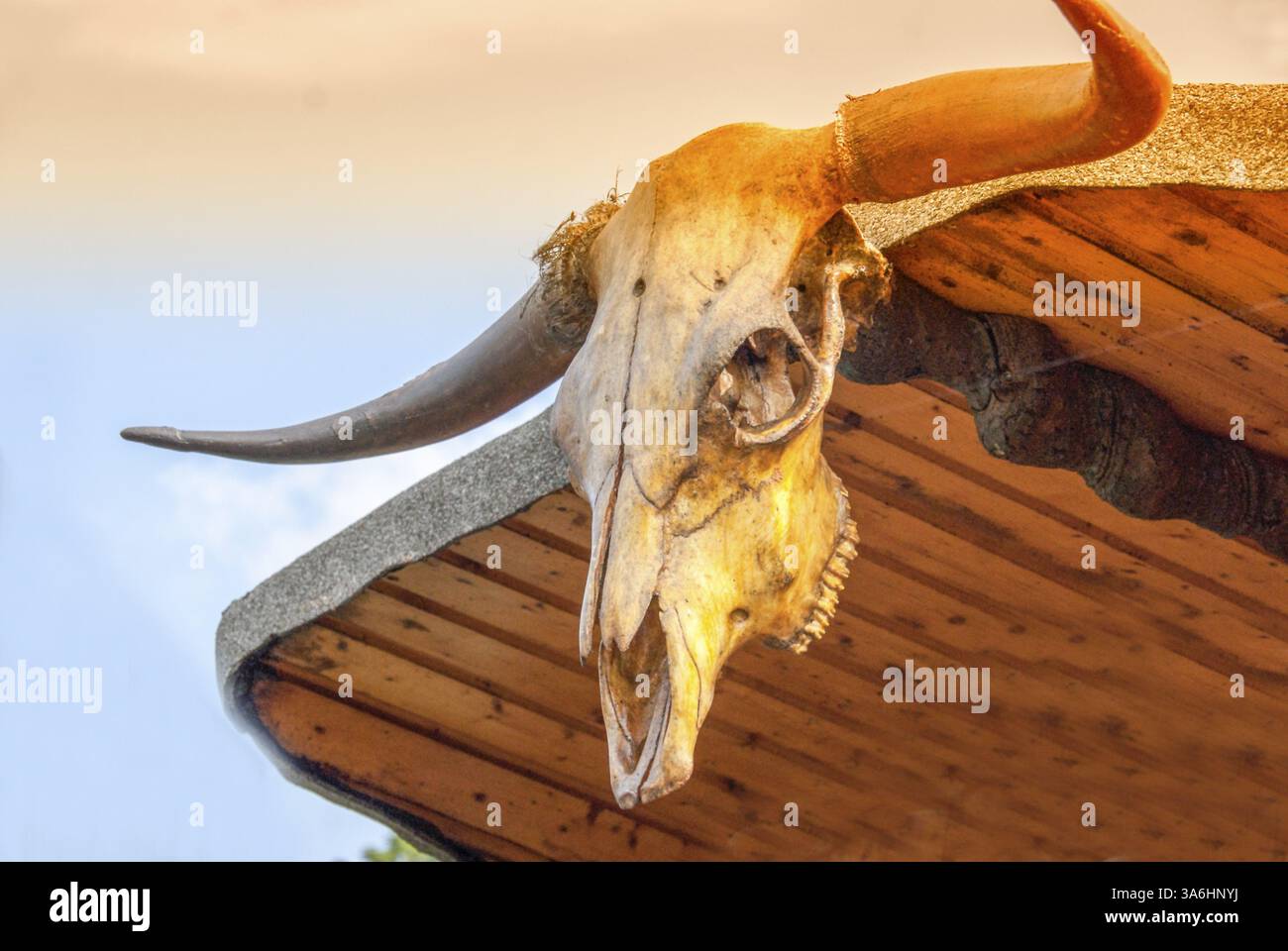 Cattle skull bull horn longhorn trophy Stock Photo - Alamy