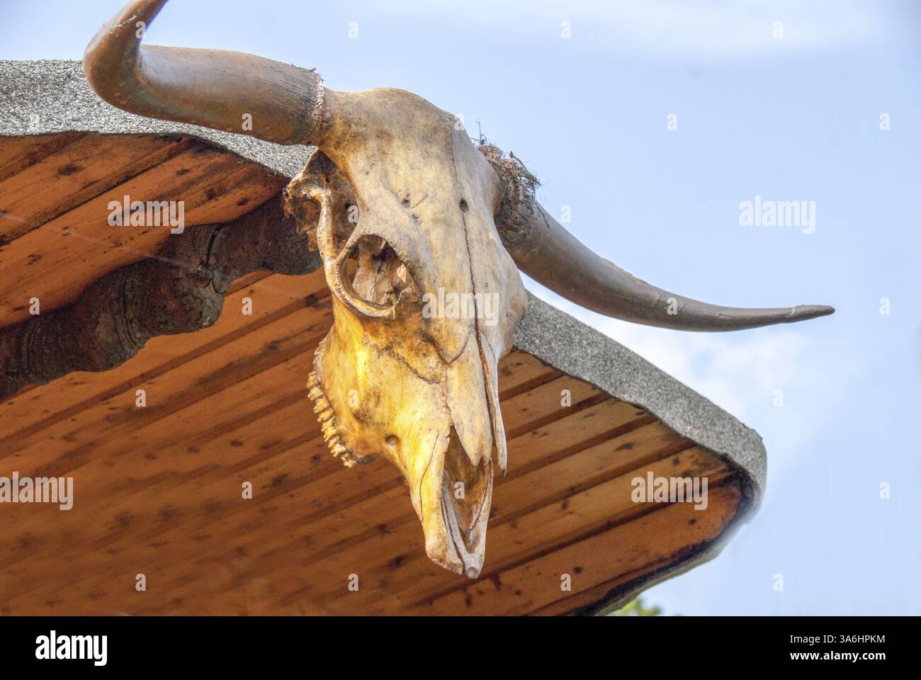 Cattle skull bull horn longhorn trophy Stock Photo - Alamy