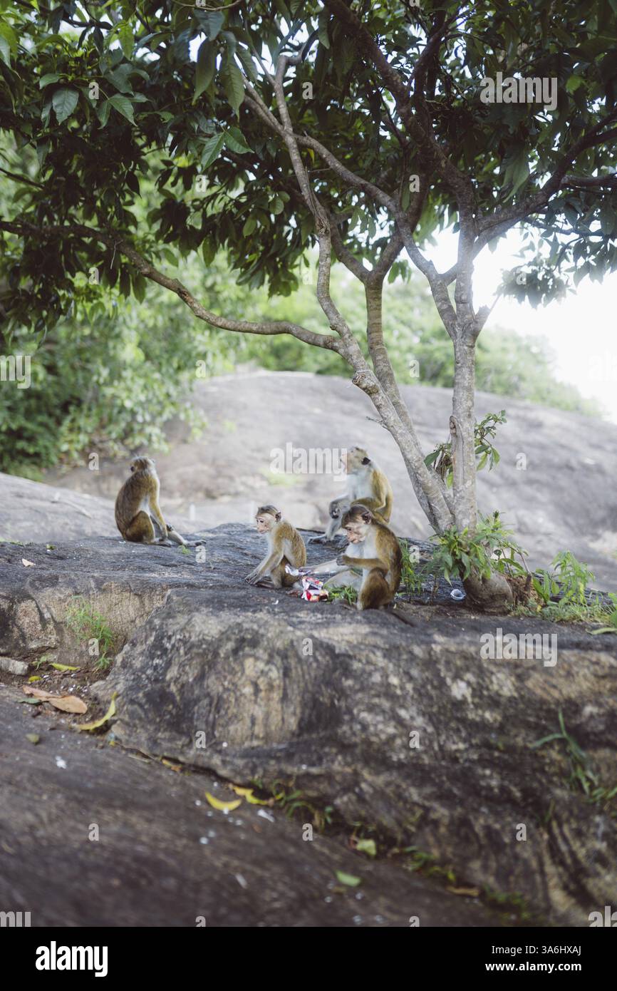 Group of multiple monkeys hi-res stock photography and images - Alamy