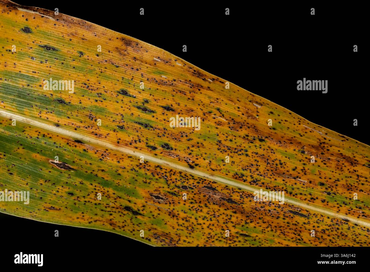 Corn tar spot fungus on leaf of cornstalk. Cornfield disease, farming ...