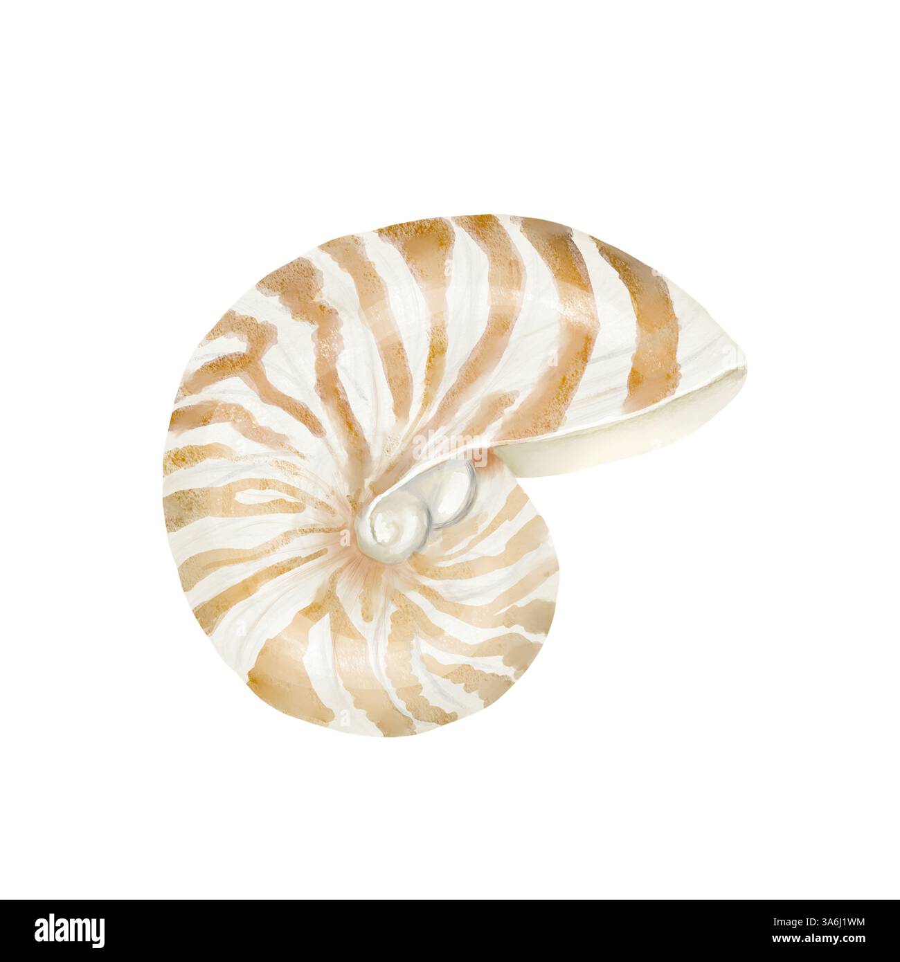 Nautilus clam shell. Digital watercolor illustration. A seashell, round ...