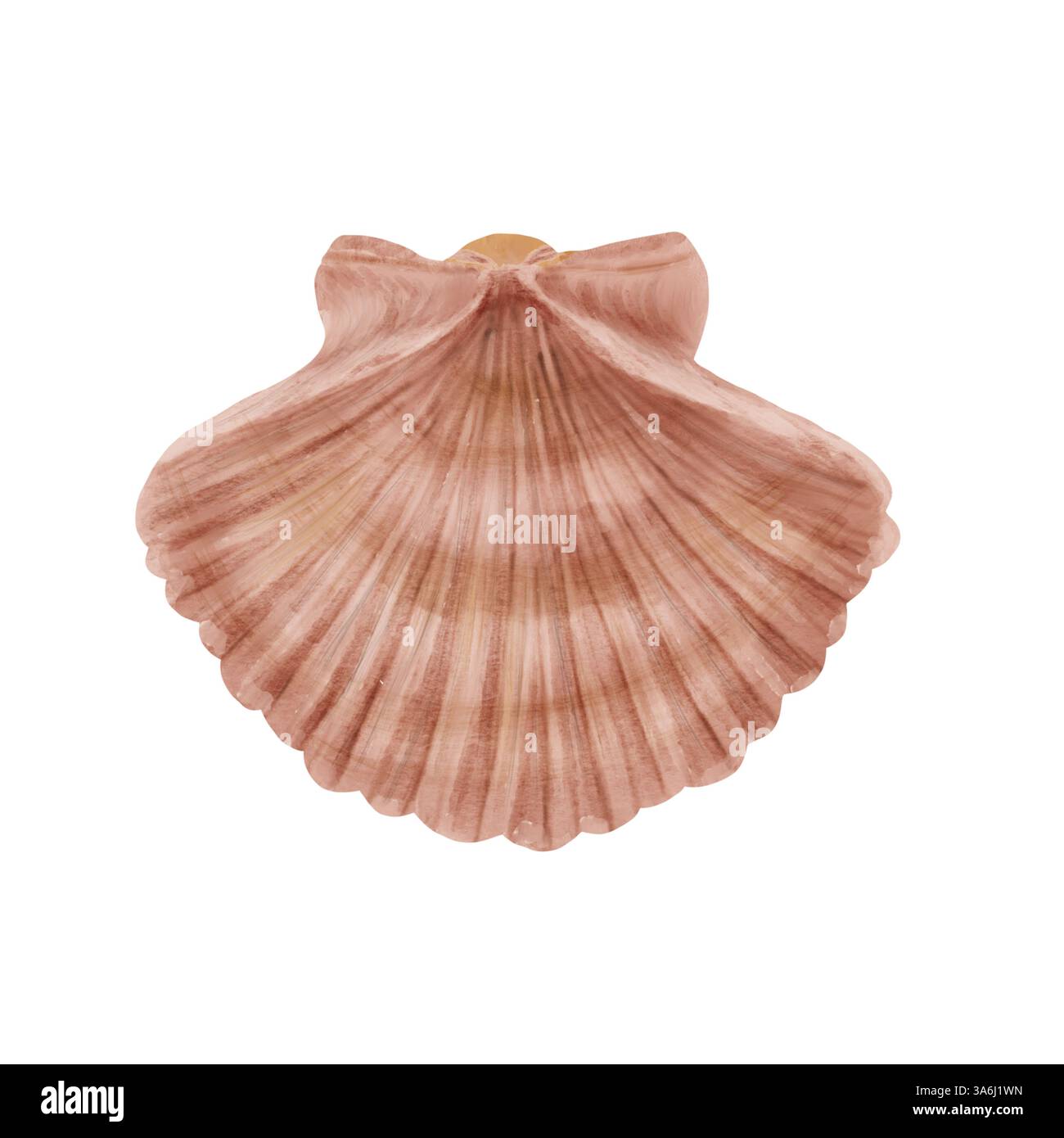 Clam shell, sea and river scallop. Digital watercolor illustration. A ...
