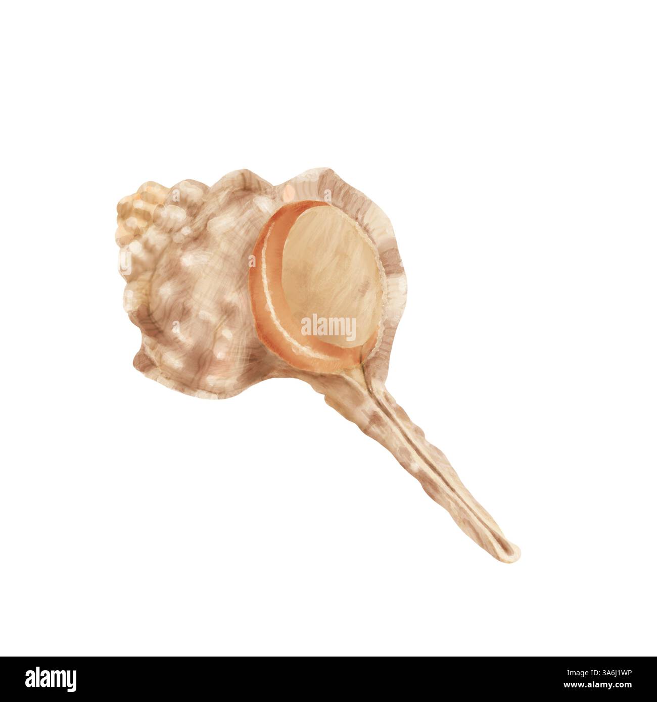 Clam shell, murex Haustellum . Digital watercolor illustration. A ...