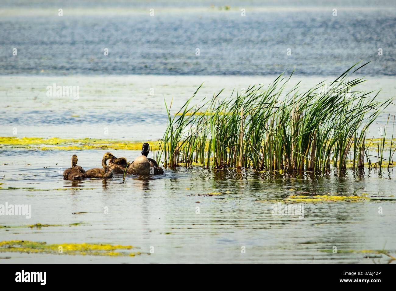 Canada Goose Family of four in a wetland near tall reeds Stock Photo ...