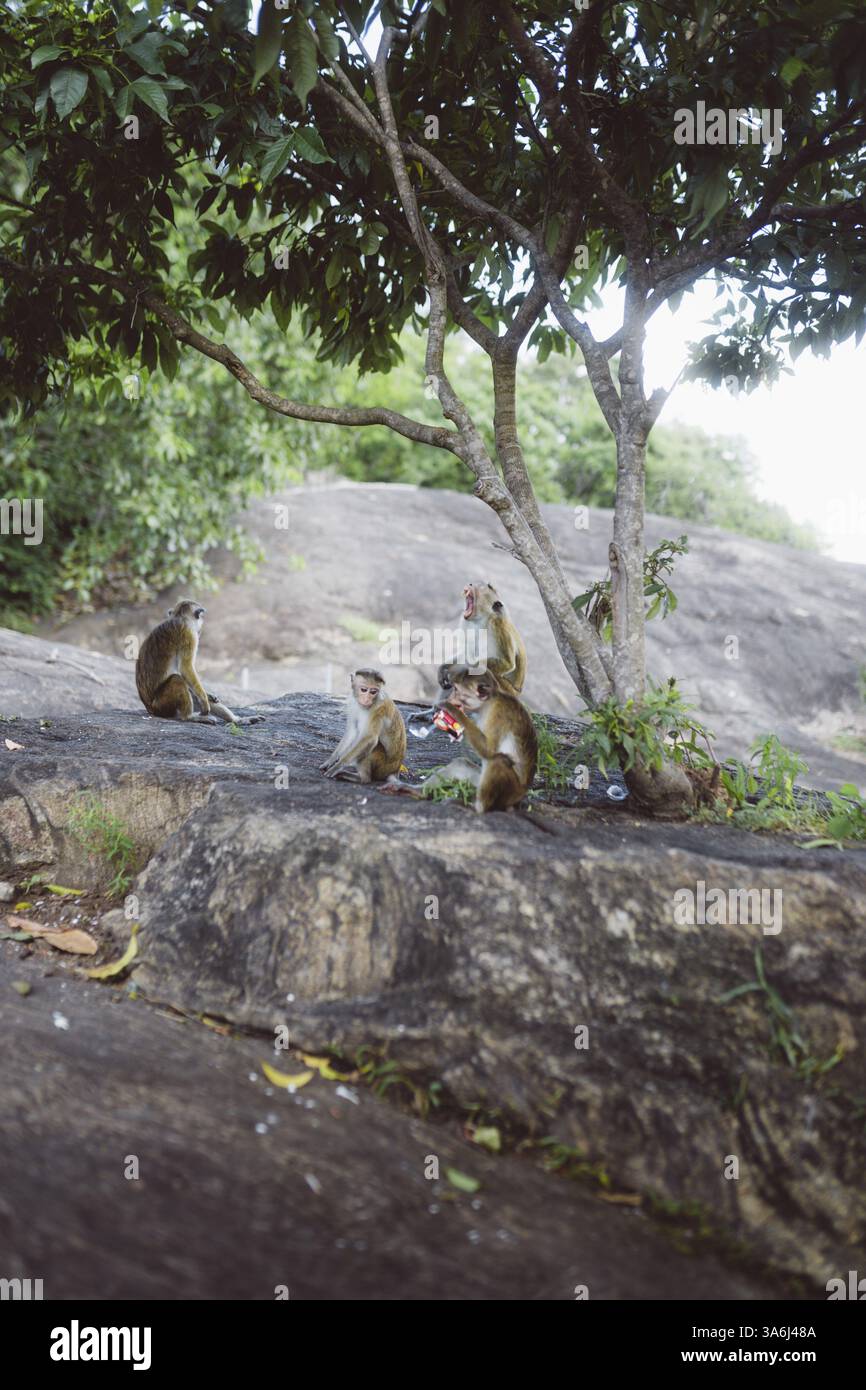 Family of monkeys interacting with each other on rocks under a tree ...