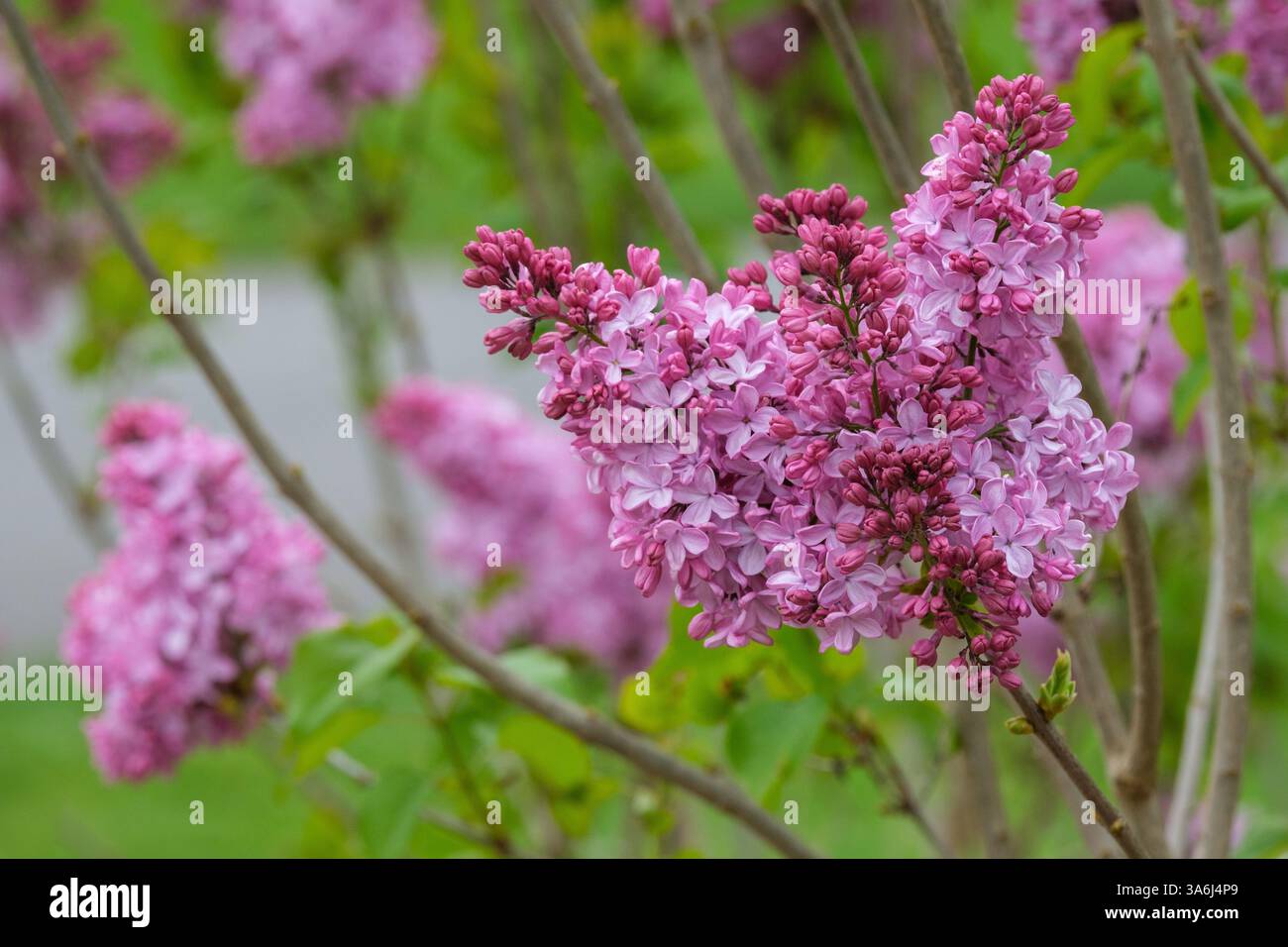 Syringa x hyacinthiflora Turgot, Early Flowering Lilac Turgot, ear;y ...