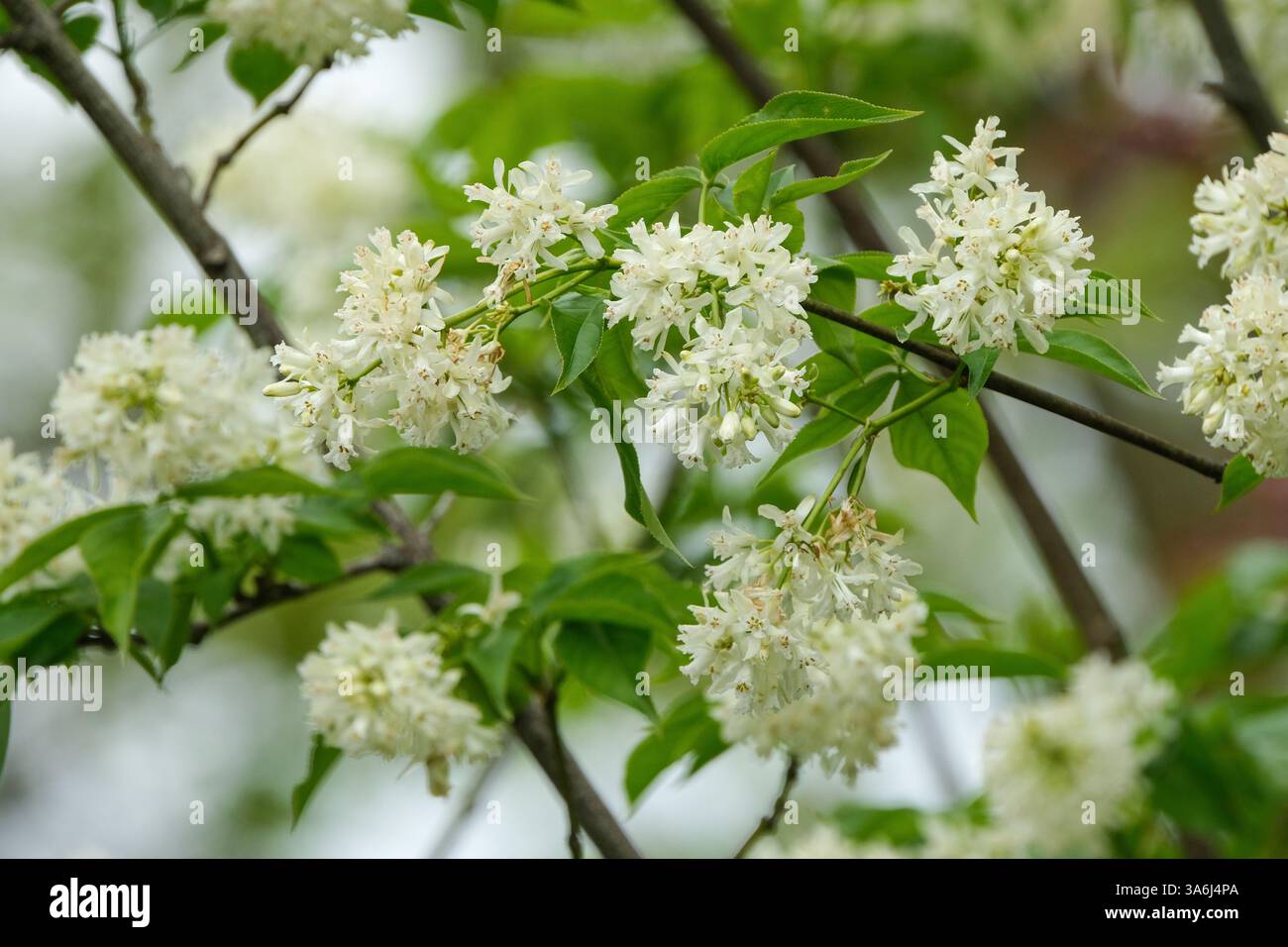 Staphylea colchica, ivory-flowered bladdernut, clusters of small, white ...