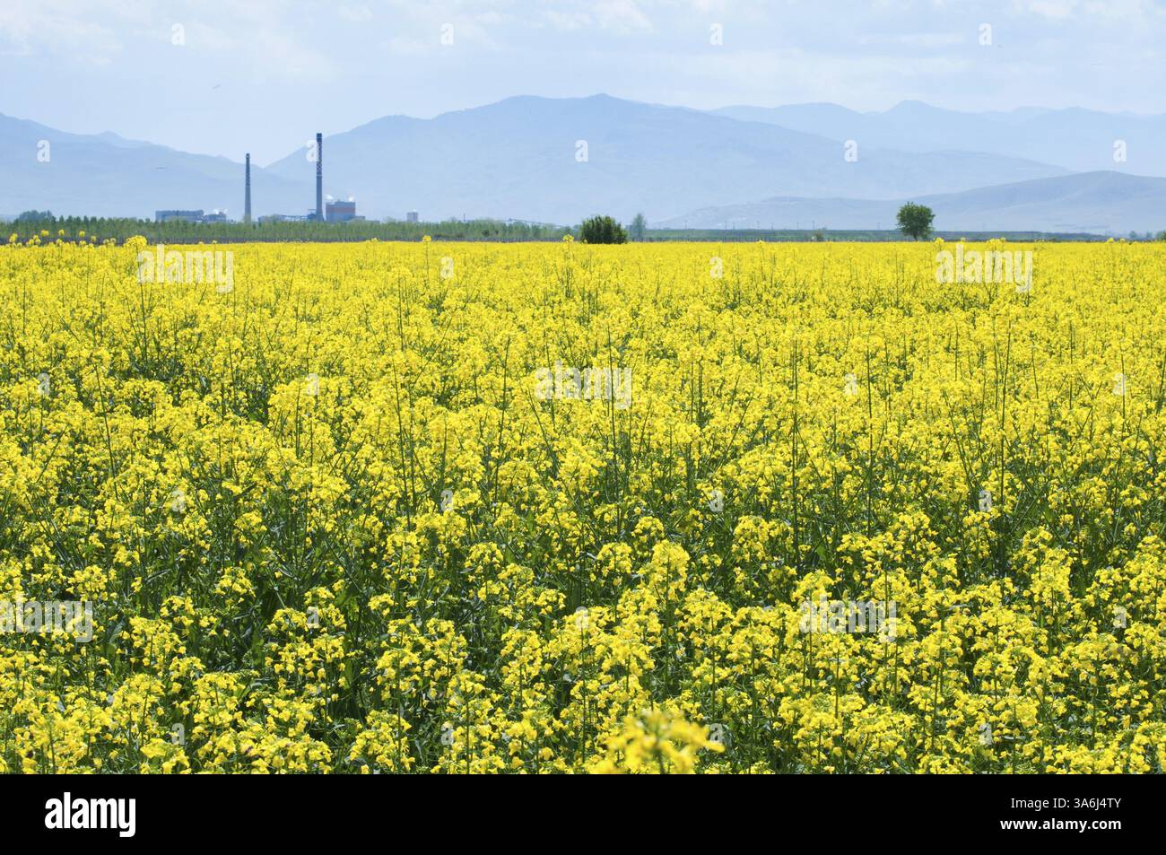 Rape plantation and factory on the background Stock Photo - Alamy