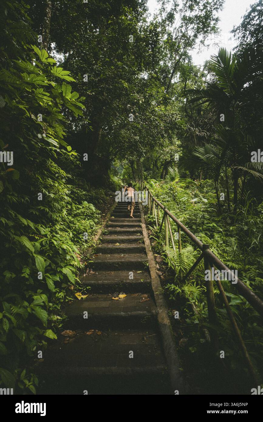 Man on stairs in lush jungle with wooden railing, Senaru Waterfall ...