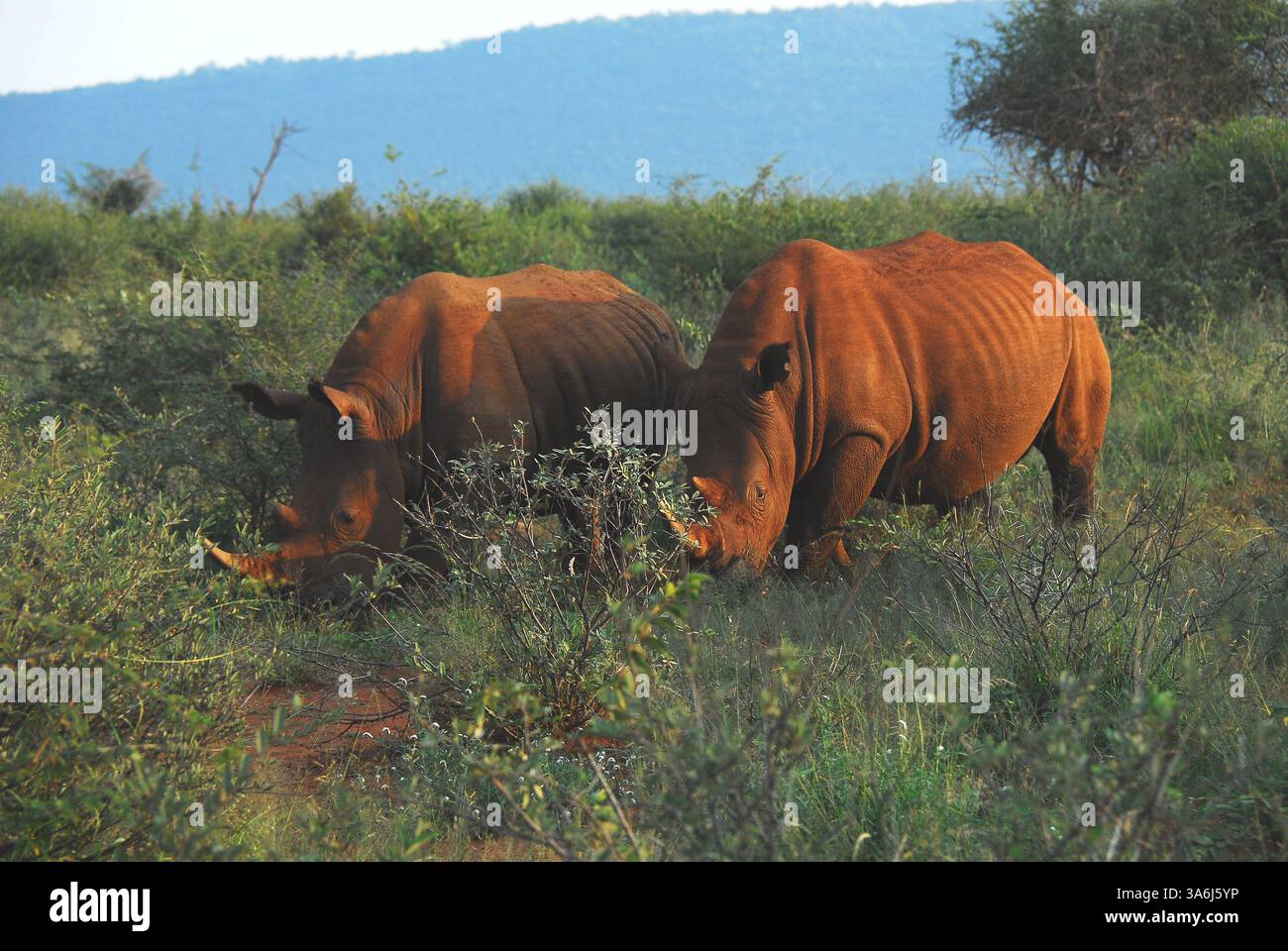 Close up of two wild White Rhinoceros grazing in the bush covered ...