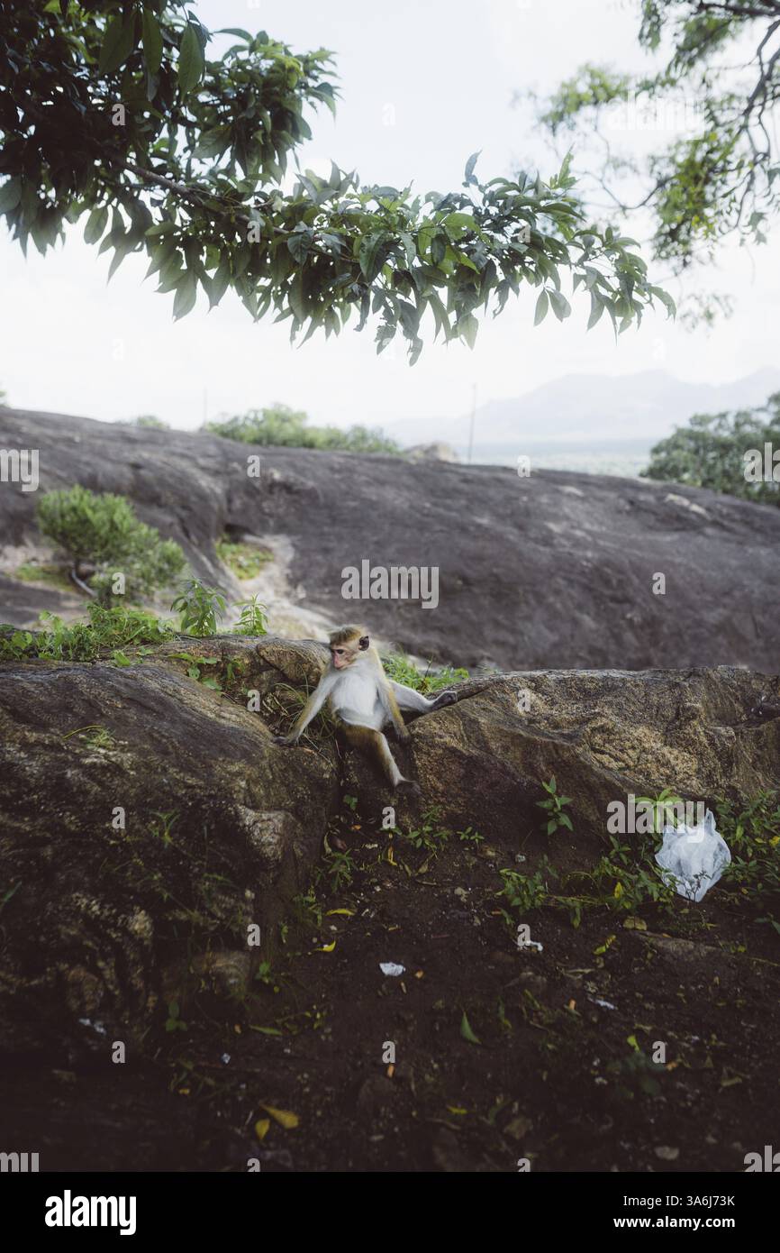 A monkey sits relaxed on a rock under a tree in nature, Sirigiya, Sri ...