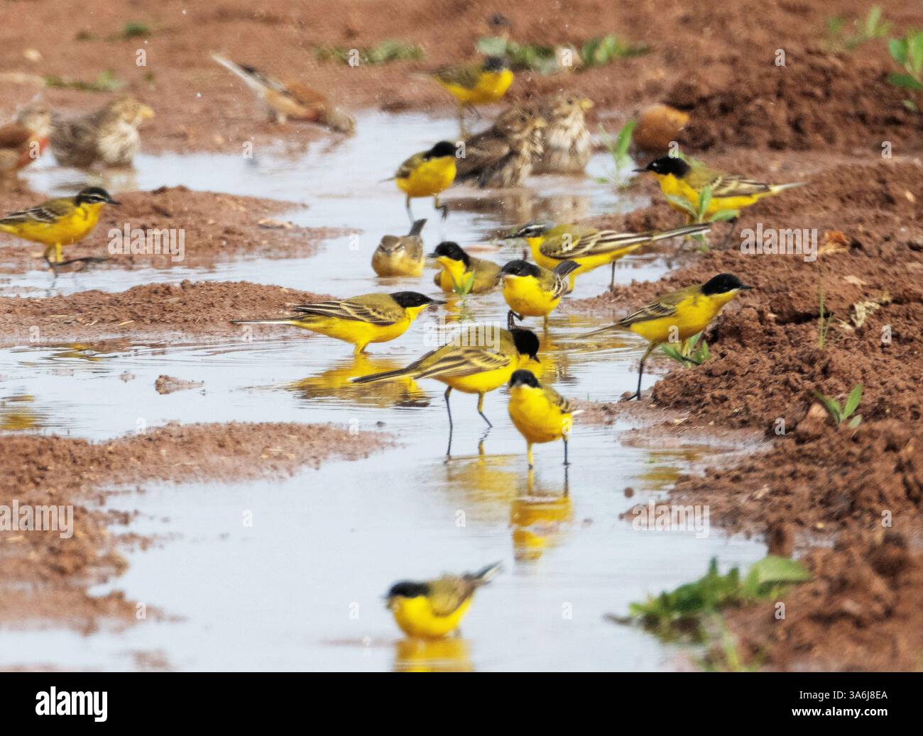 Flock of Western Western Yellow Wagtail (Motacilla flava) having a bath ...