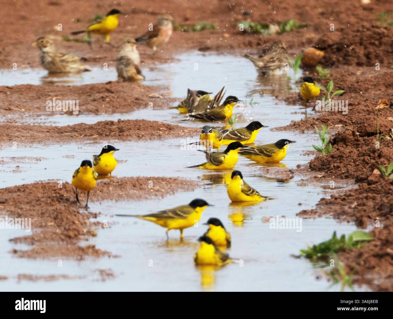 Flock of wagtails hi-res stock photography and images - Alamy