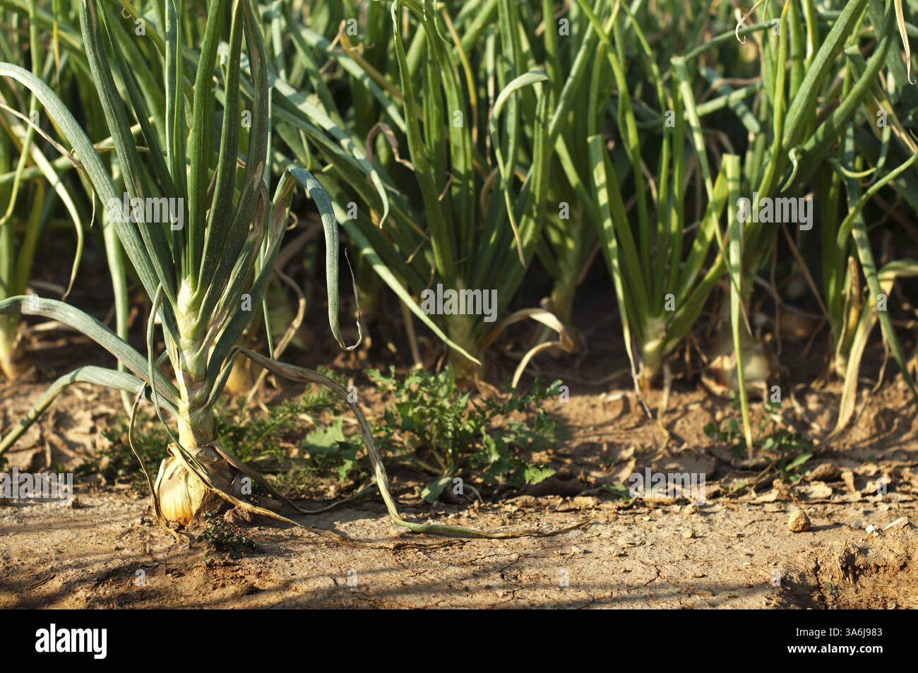 Onions plantation. Mature onions close up Stock Photo - Alamy
