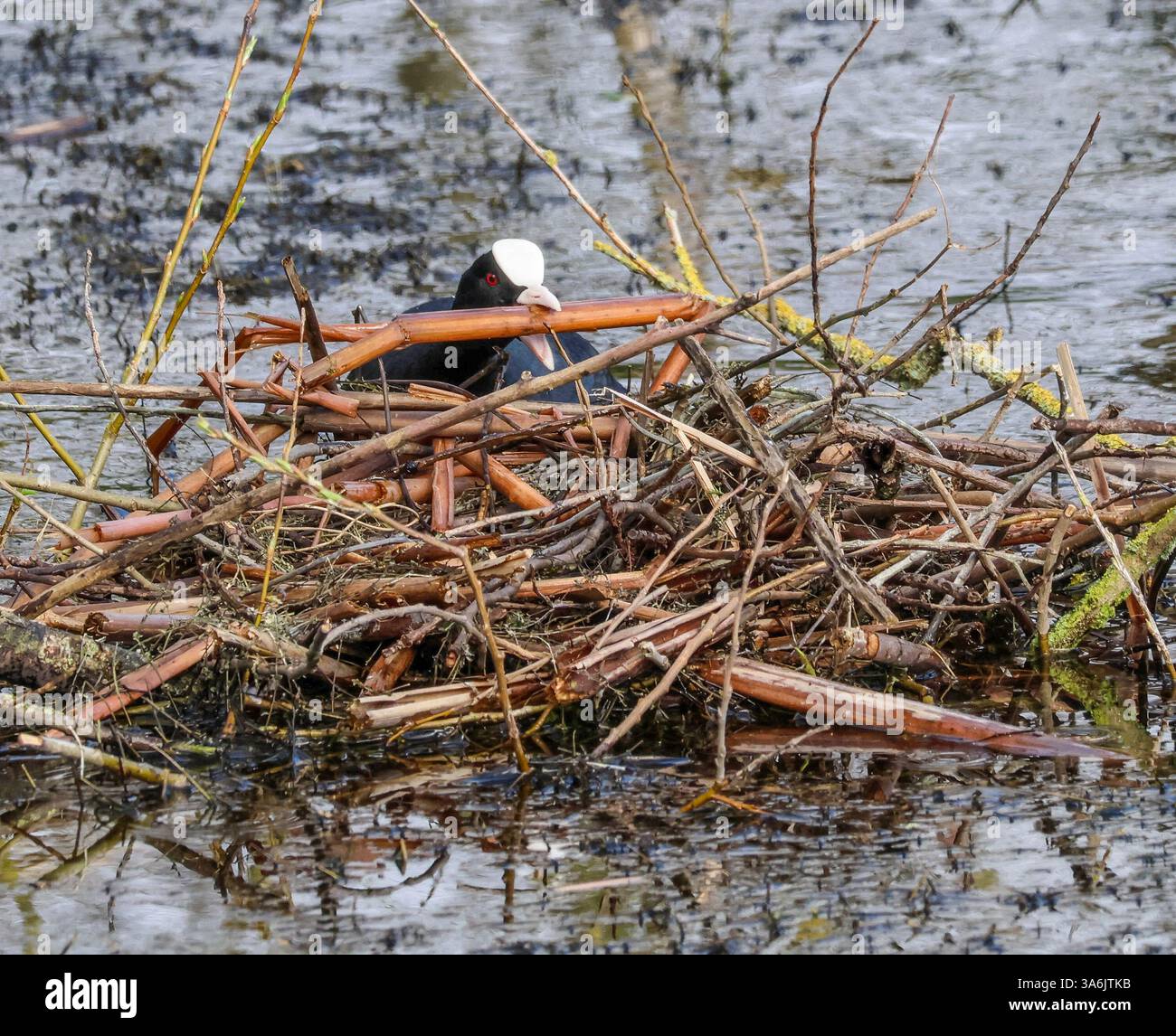 Lurgan Park, Lurgan, County Armagh, Northern Ireland, UK. 25 Mar 2025 ...