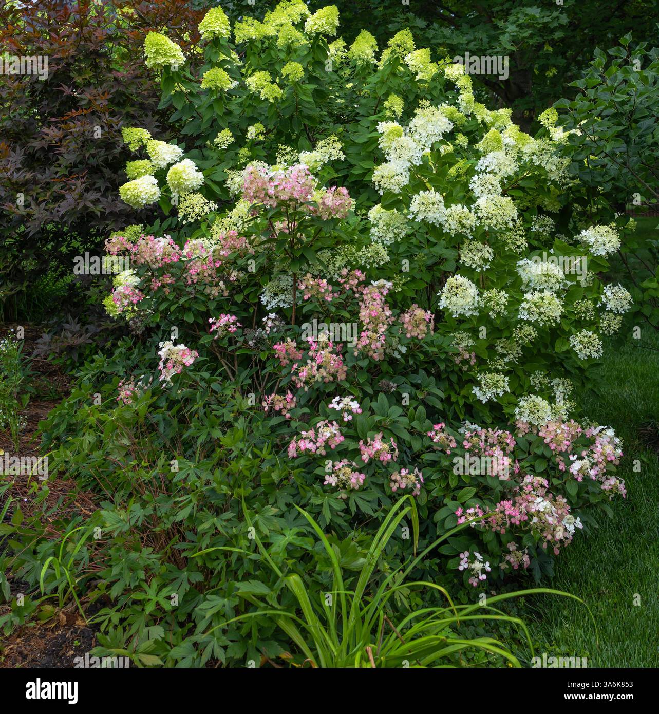 Beautiful limelight hydrangea bushes and Quick fire hydrangeas in full ...