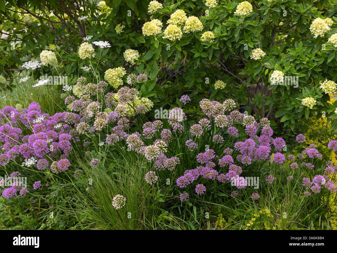 Beautiful little lime hydrangeas and limelight hydrangea bushes bloom ...