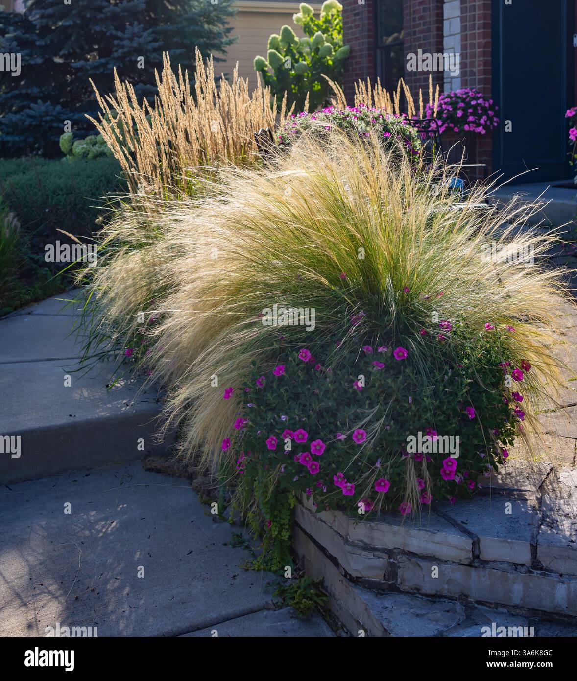 Mexican feather grass cascading down with pink petunias in a container ...