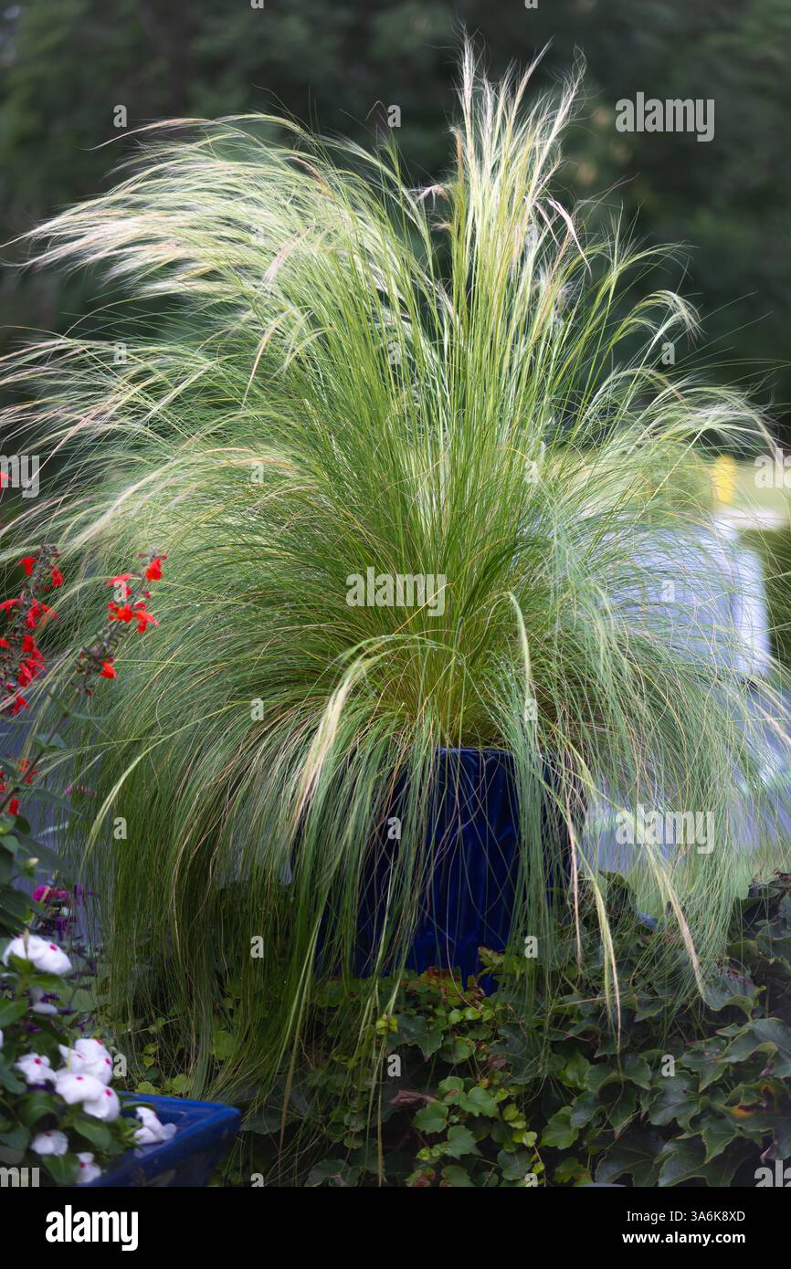 Mexican feather grass cascading down with pink petunias in a container ...