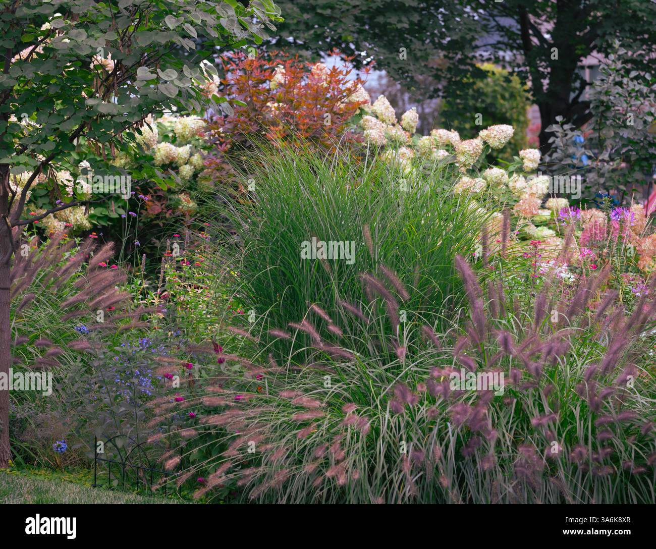 Miscanthus, Morning Light, Ornamental Grasses and Limelight hydrangeas ...