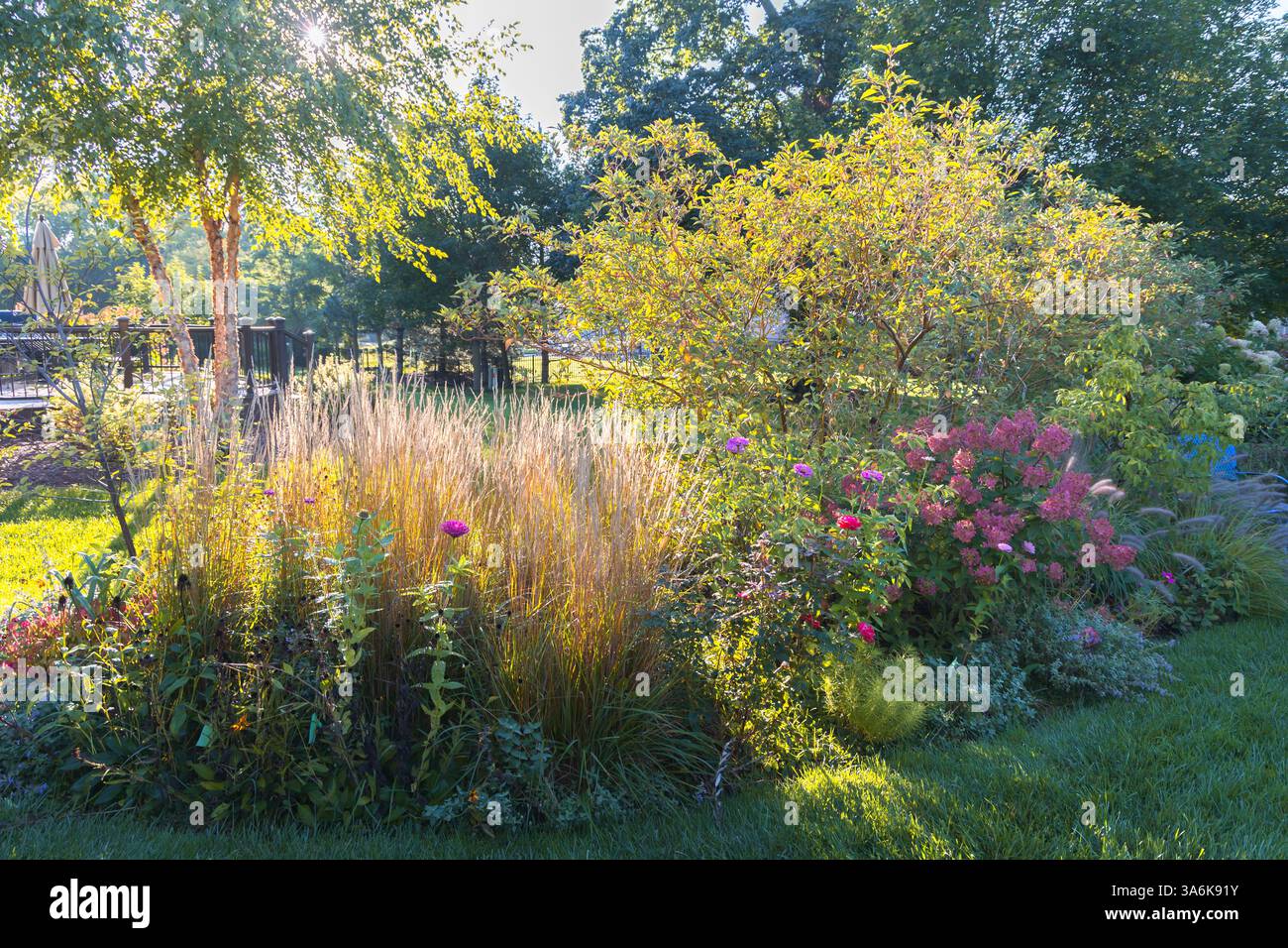 Karl Foerster Reed Grass, Calamagrostis, Grasses with their feathery ...