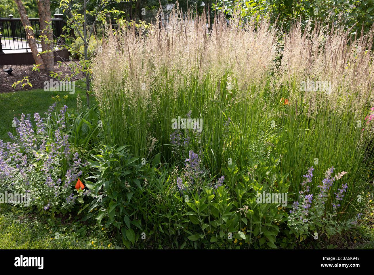 Karl Foerster Reed Grass, Calamagrostis, Grasses with their feathery plumes, mannerly with bold ...