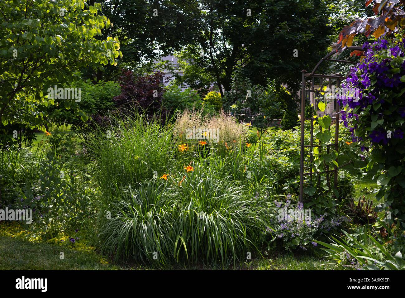 Karl Foerster Reed Grass, Calamagrostis, Grasses with their feathery plumes, mannerly with bold ...