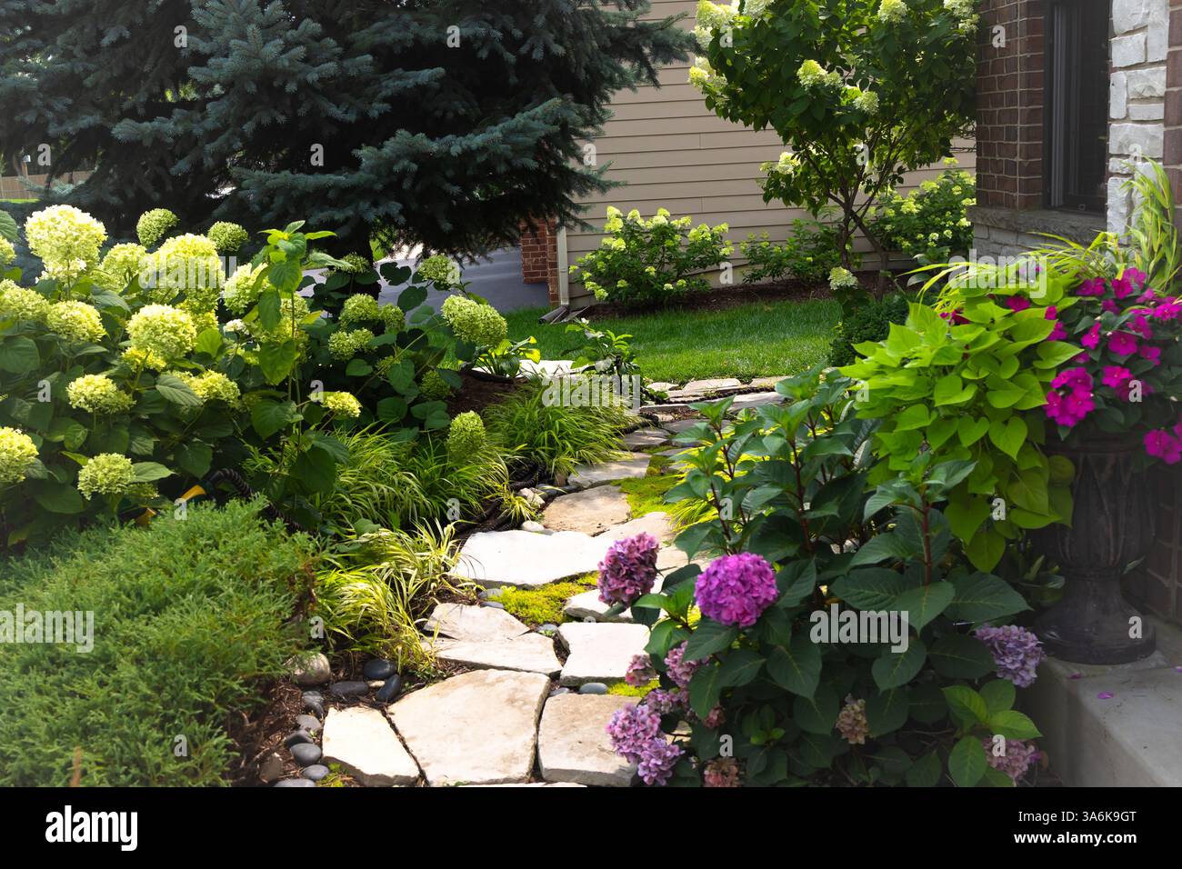 Beautiful limelight hydrangea bushes and Incrediball Hydrangea in full ...