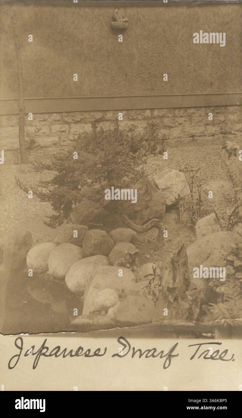 A Japanese dwarf tree, likely acquired by John S. Bradstreet during his ...