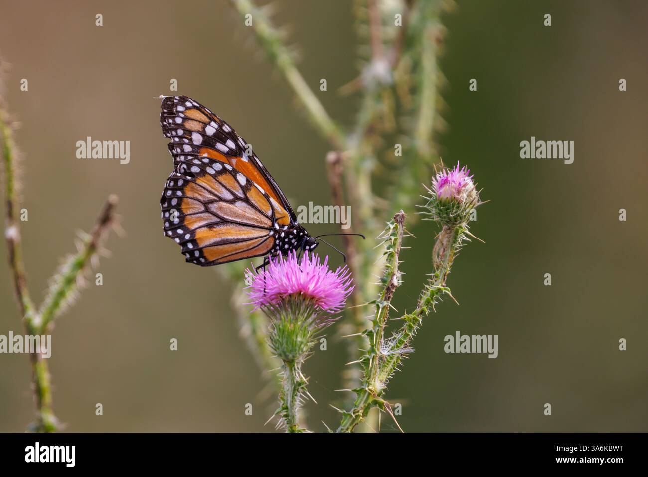 Southern Monarch butterfly (Danaus erippus) perched on a thistle Stock ...