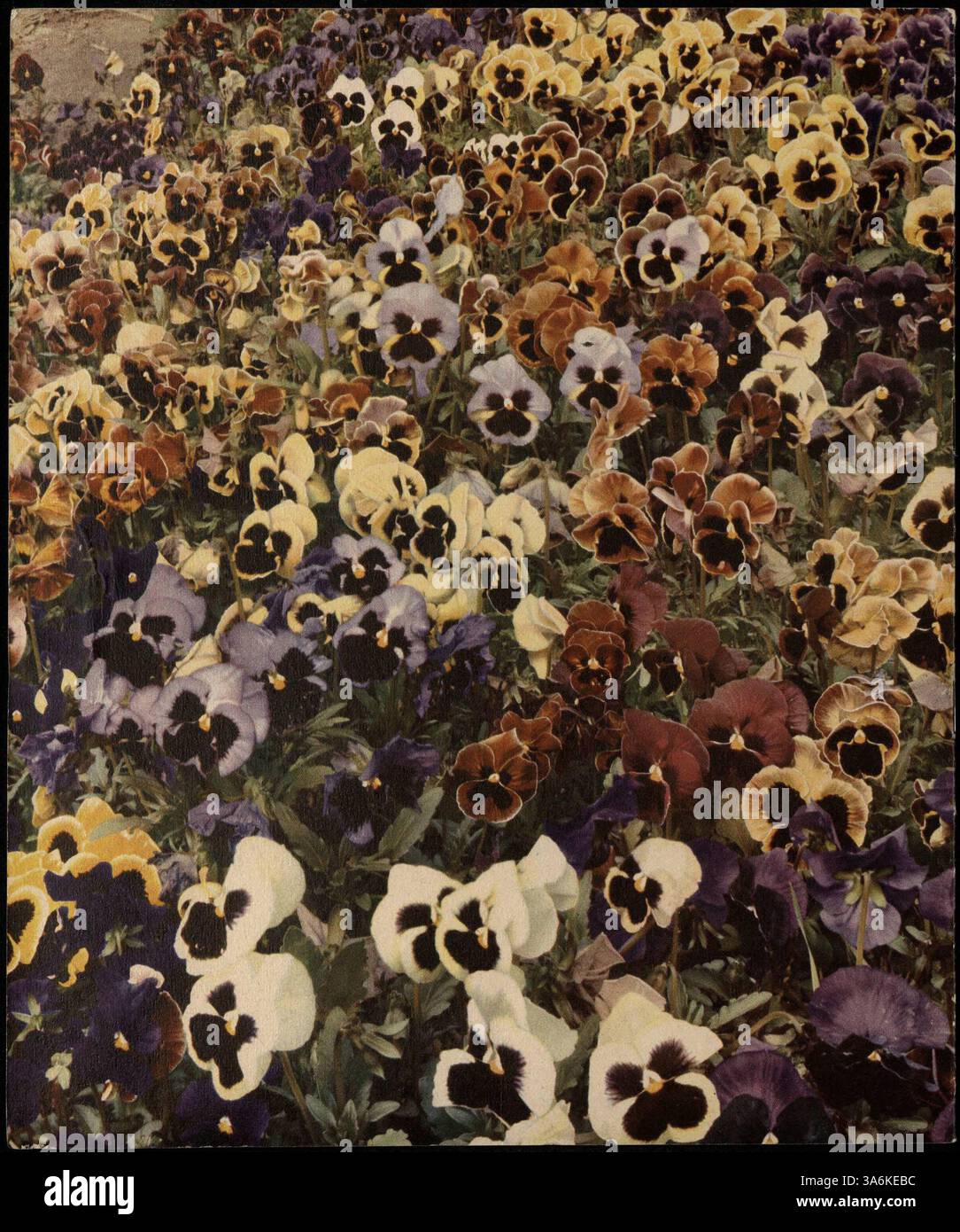 Featuring a colorful pansy cover hi-res stock photography and images ...