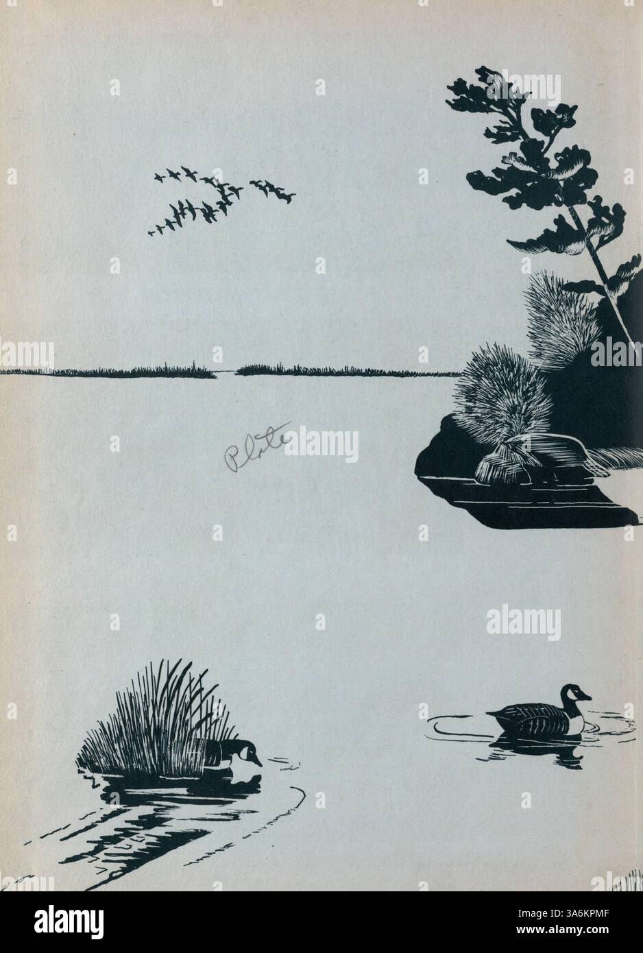 The 1955 Roosevelt Yearbook showcases highlights of the 1954-1955 ...