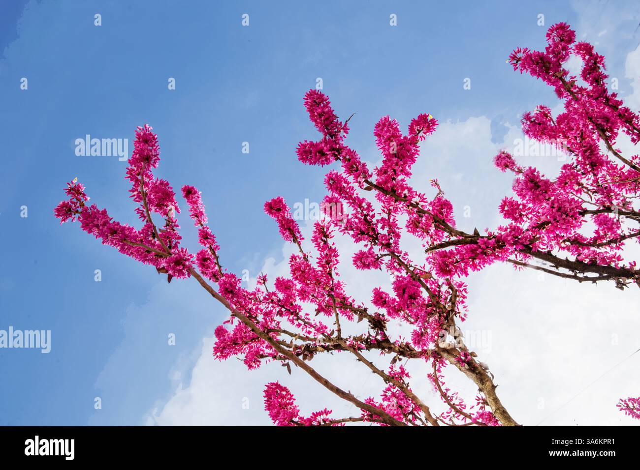Stunning Chinese redbud (Cercis chinensis) flowers on blue sky ...