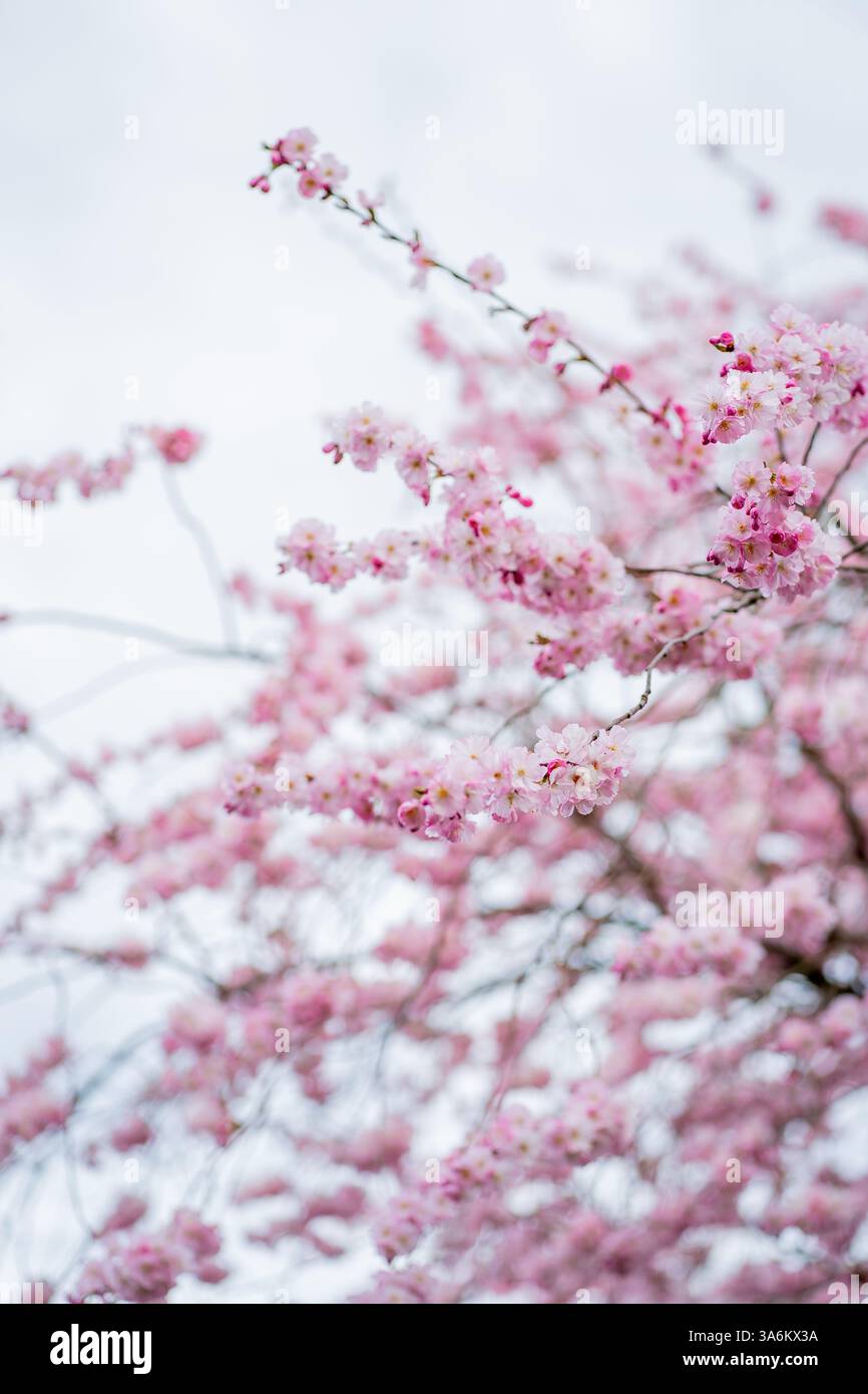Sakura blossom park in European city. Trees with pink flowers ...