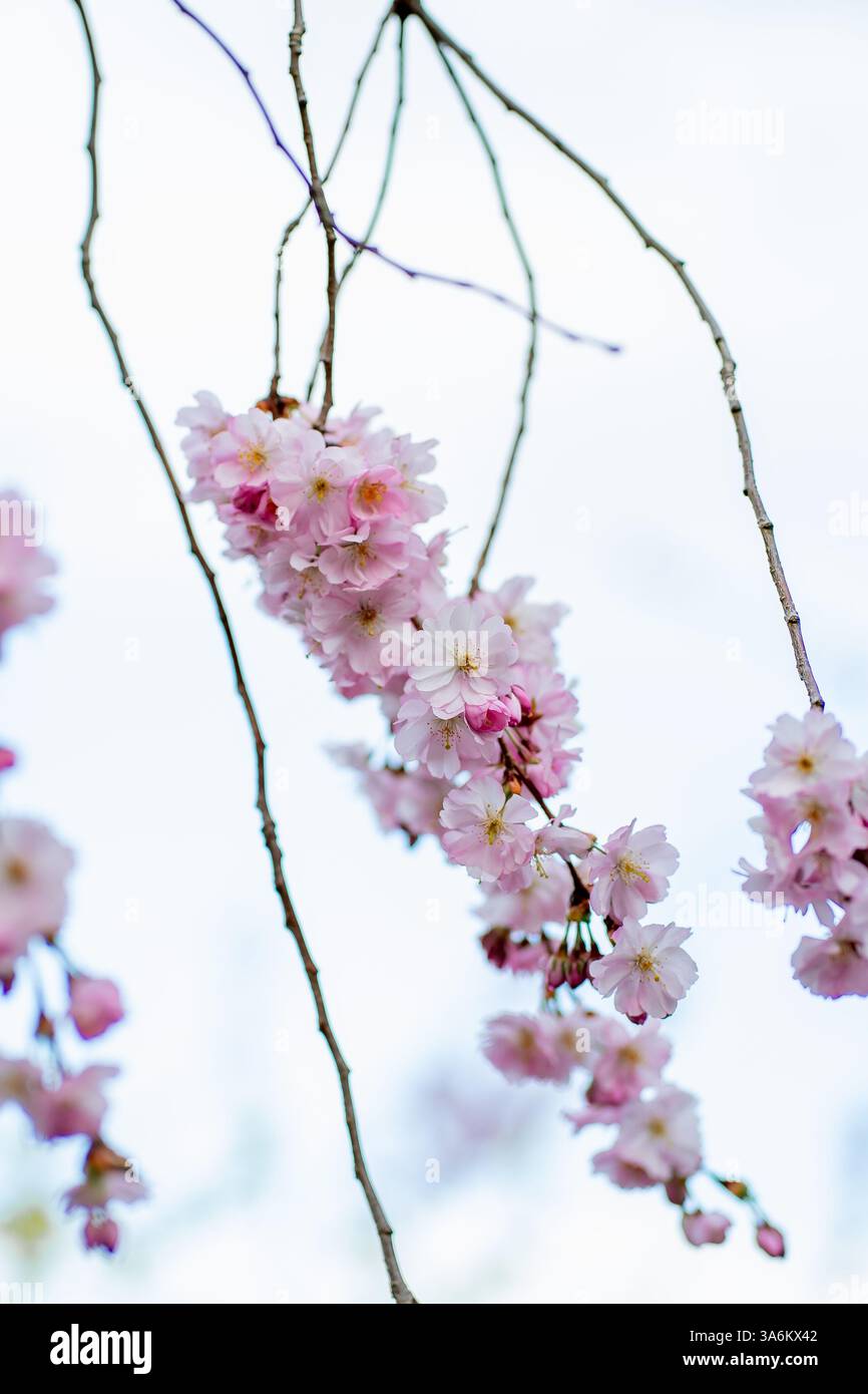 Sakura blossom park in European city. Trees with pink flowers ...