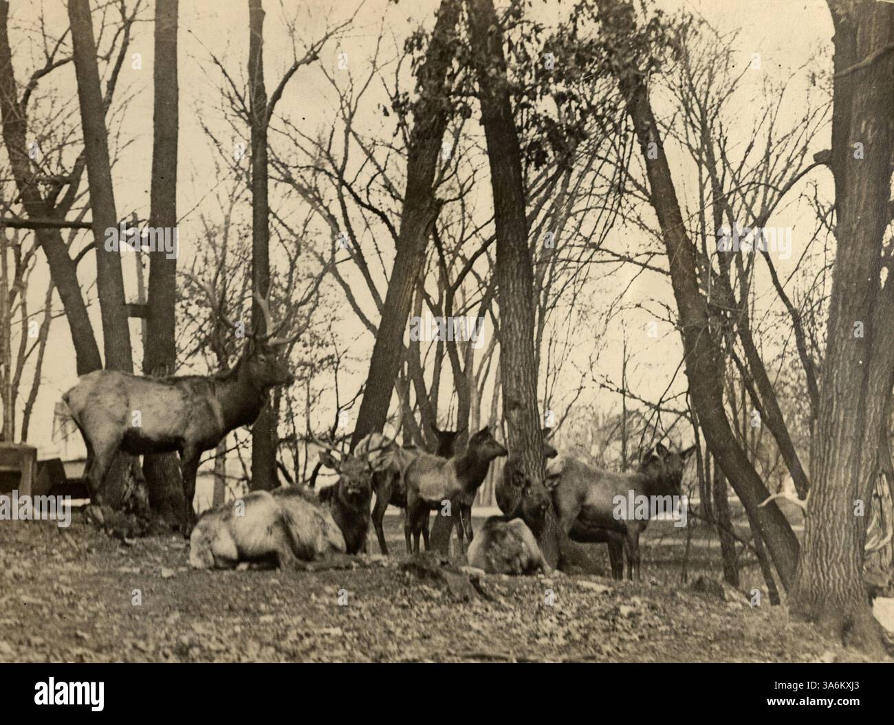This image shows the final day of the elk herd in Minnehaha Park, as ...