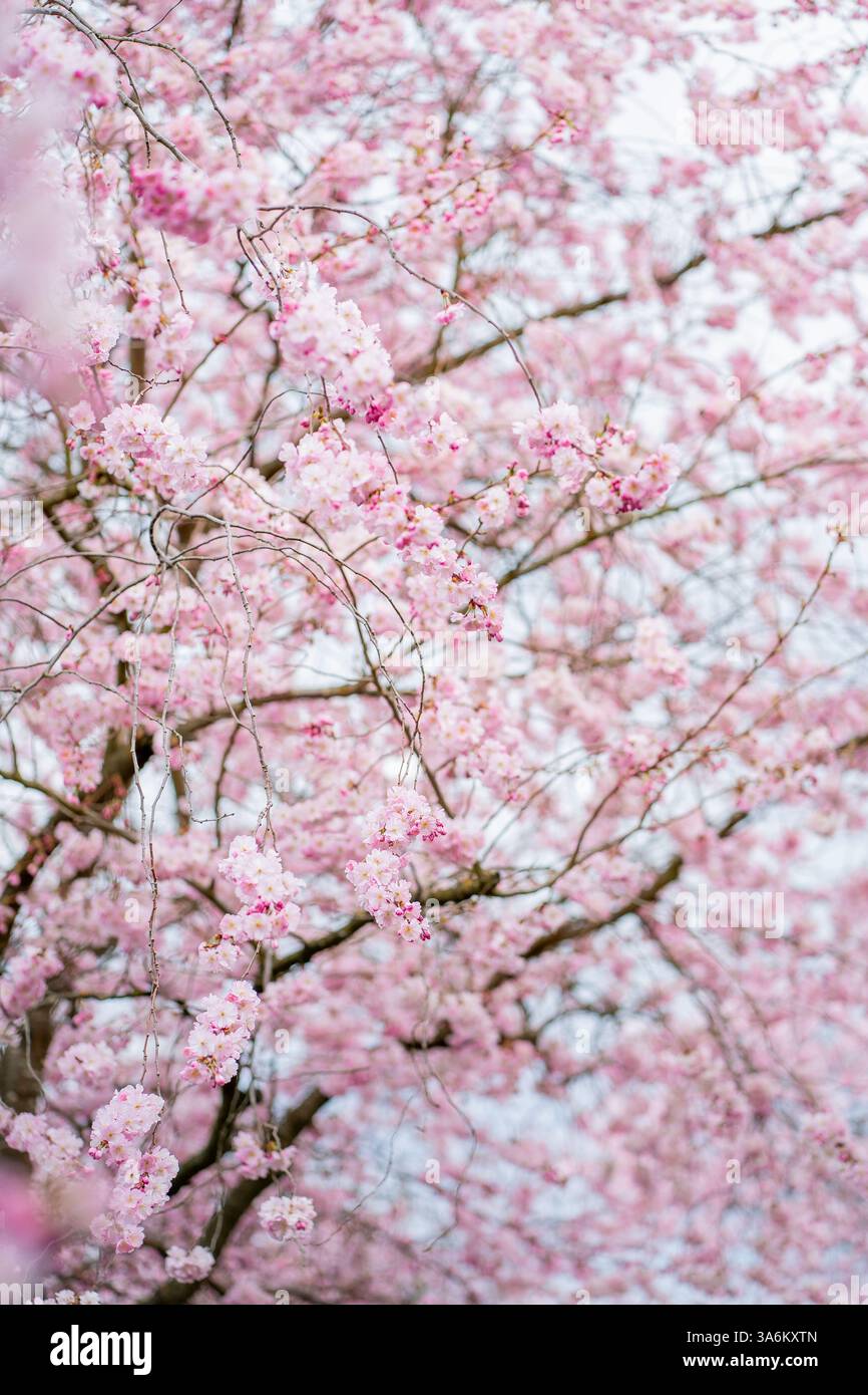 Sakura blossom park in European city. Trees with pink flowers ...
