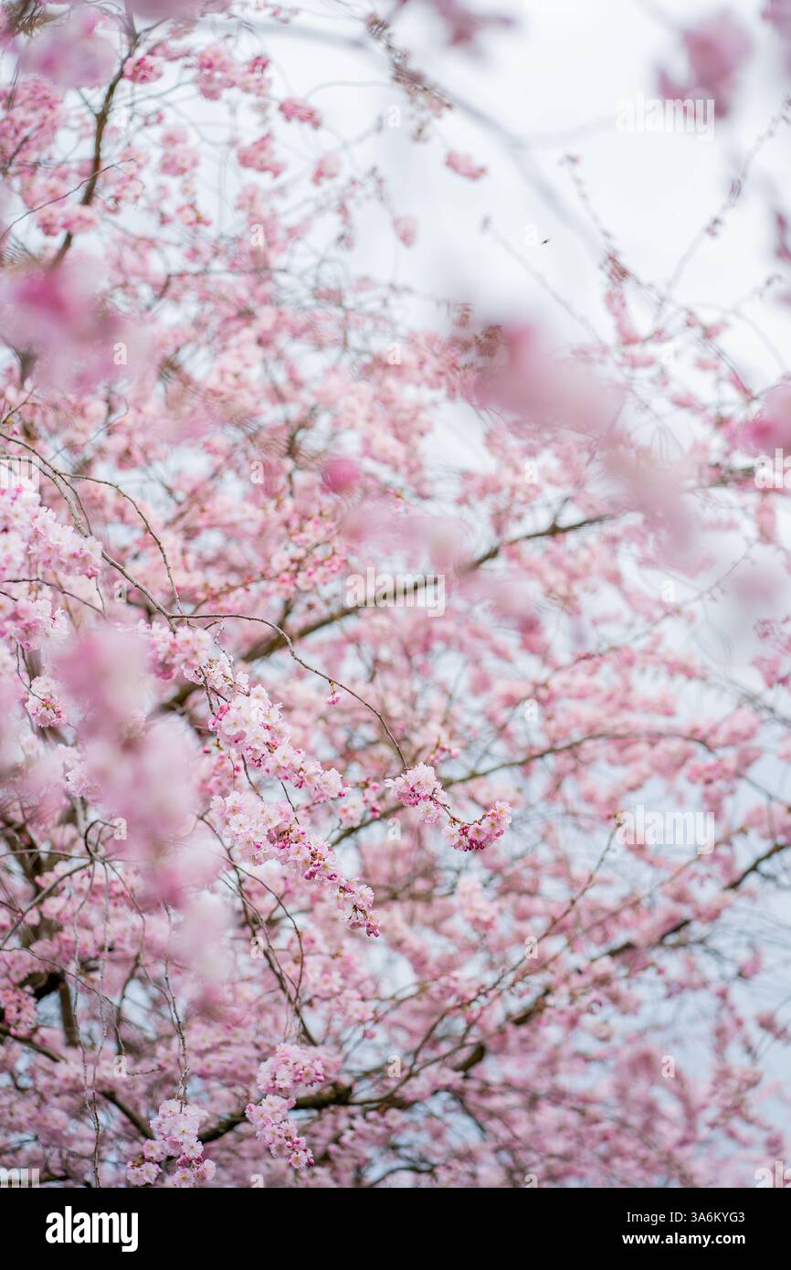 Sakura blossom park in European city. Trees with pink flowers ...