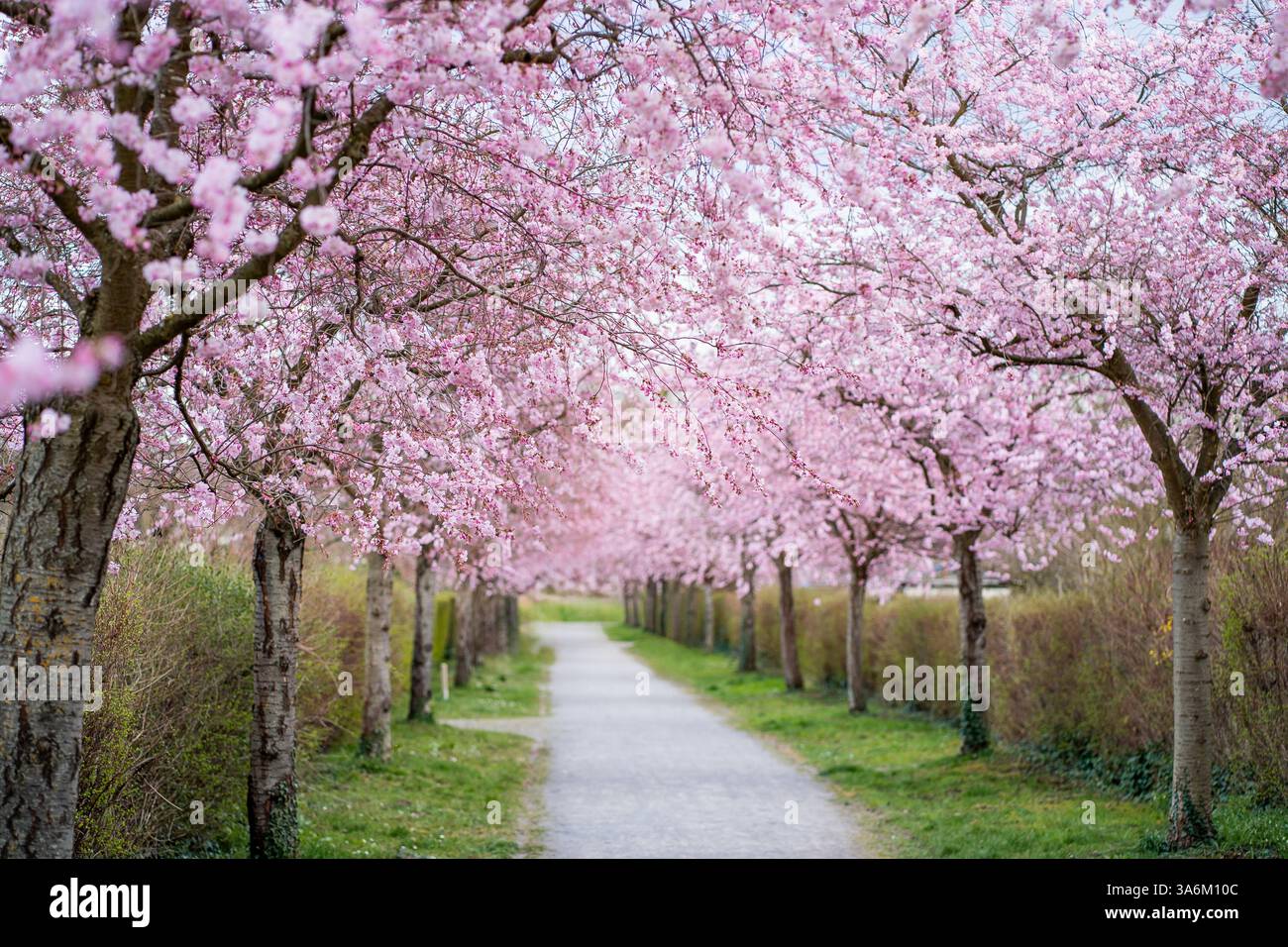 Sakura blossom park in European city. Trees with pink flowers ...