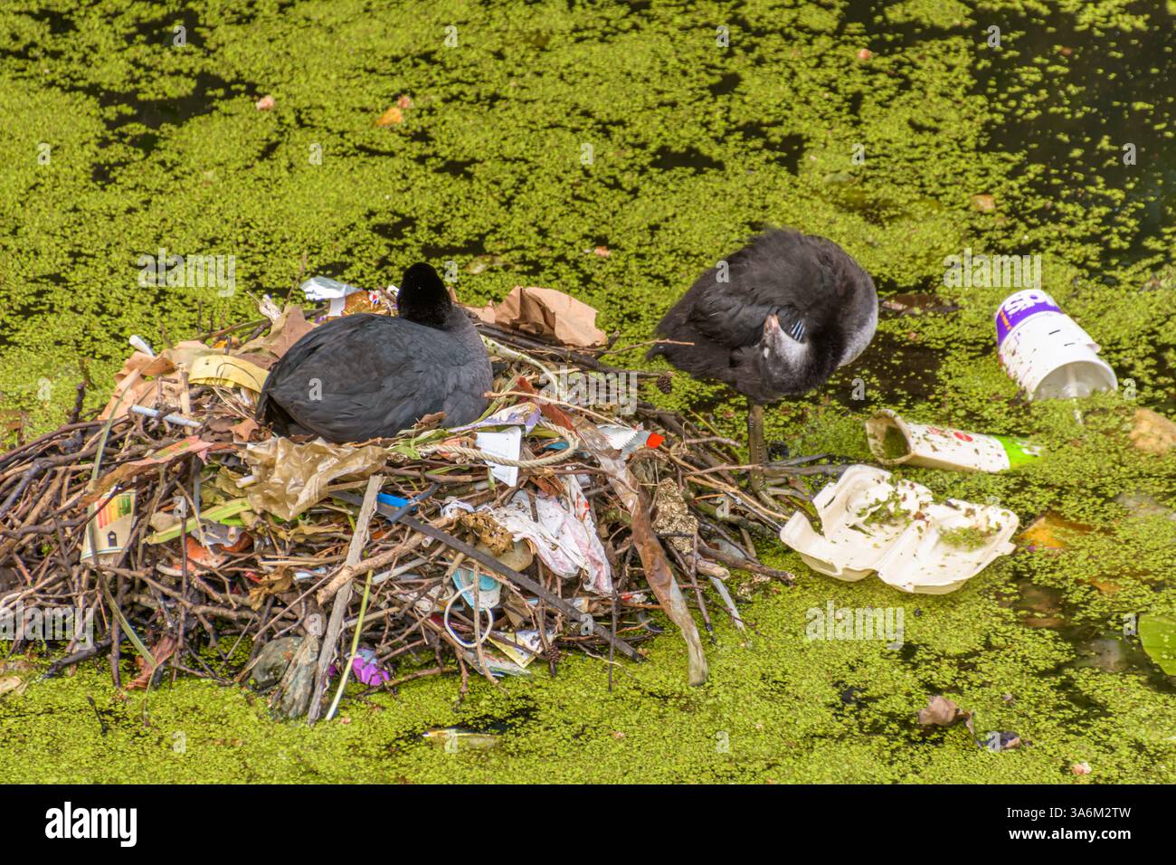 Coot breeding on nest built of twigs and trash in an urban pond Stock ...