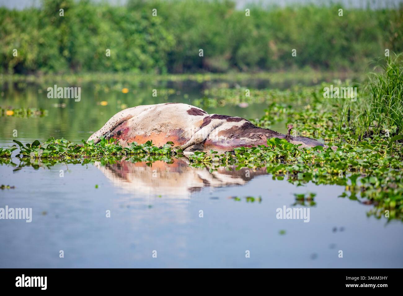 A dead cow floats in the waters of a narrow canal in Arial Beel ...