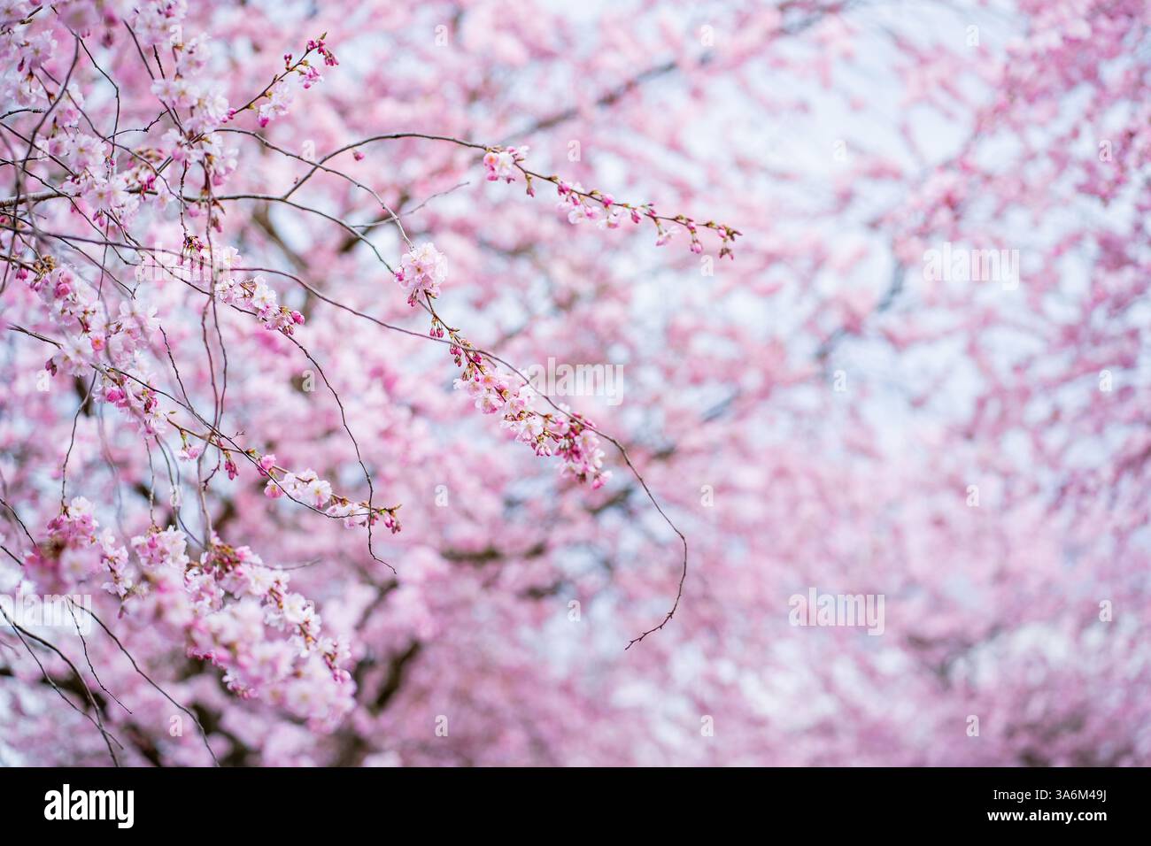 Sakura blossom park in European city. Trees with pink flowers ...