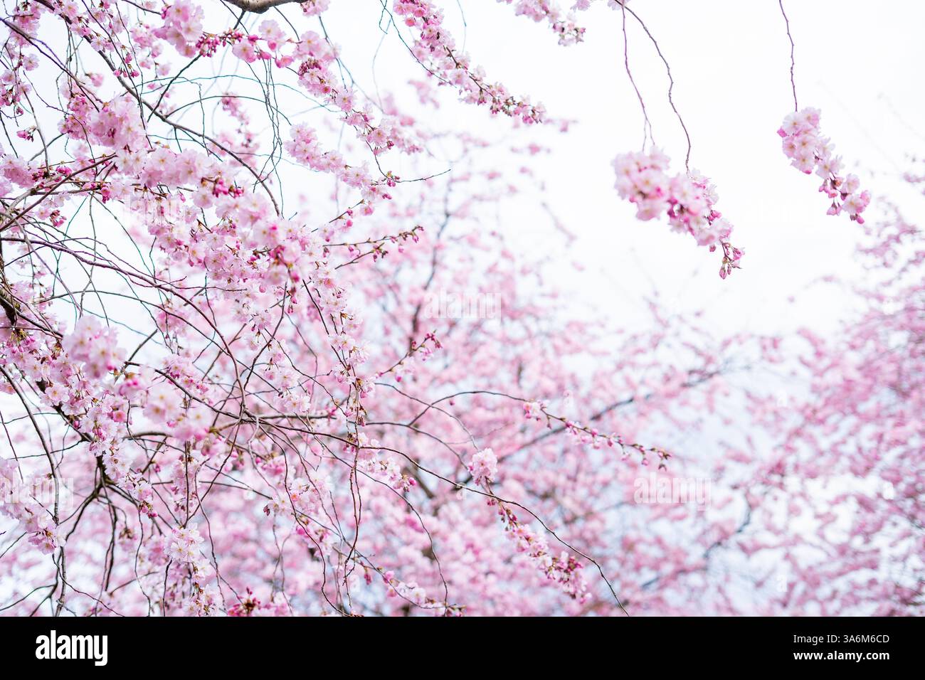 Sakura blossom park in European city. Trees with pink flowers ...