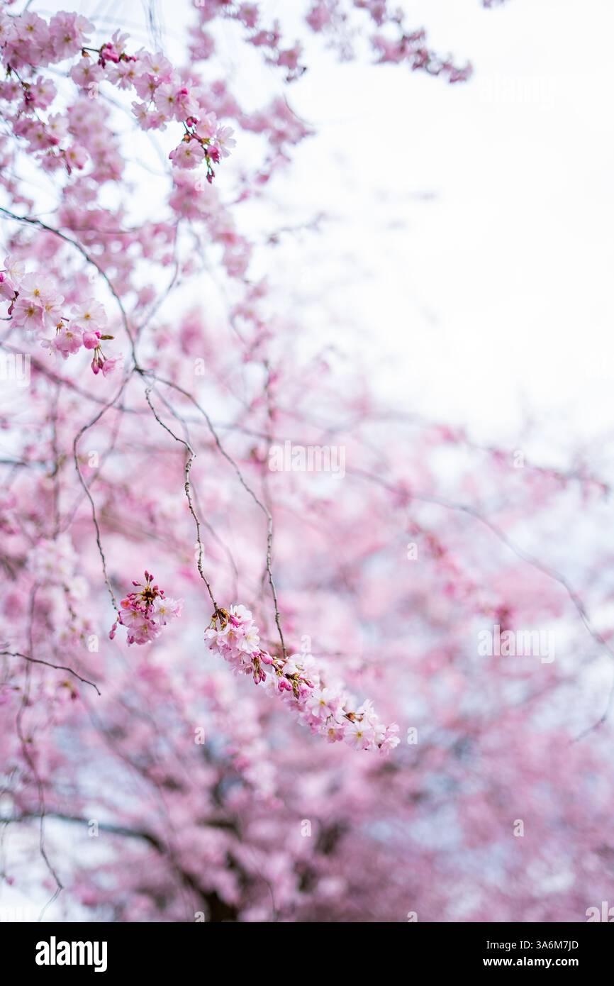 Sakura blossom park in European city. Trees with pink flowers ...