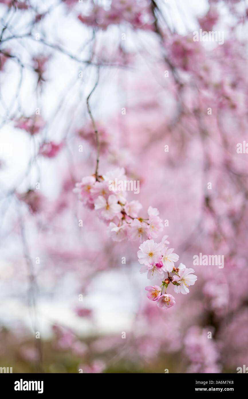 Sakura blossom park in European city. Trees with pink flowers ...