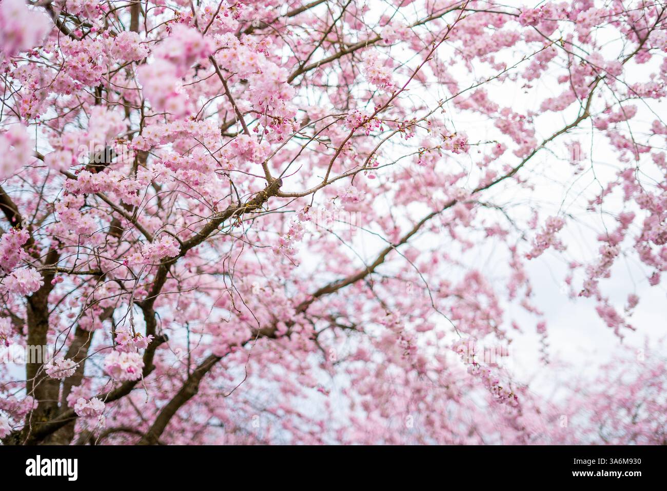 Sakura blossom park in European city. Trees with pink flowers ...