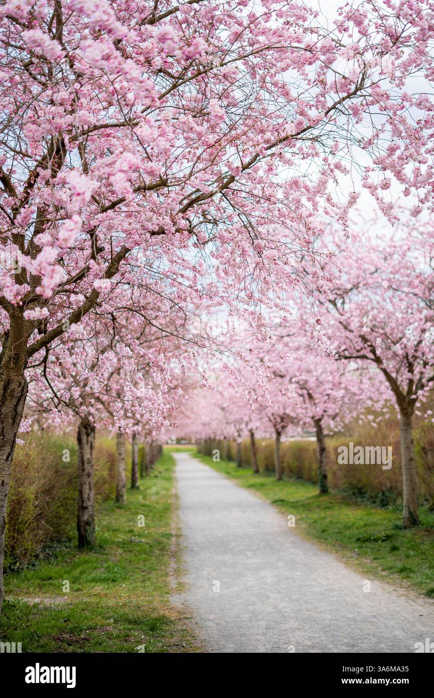 Sakura blossom park in European city. Trees with pink flowers ...