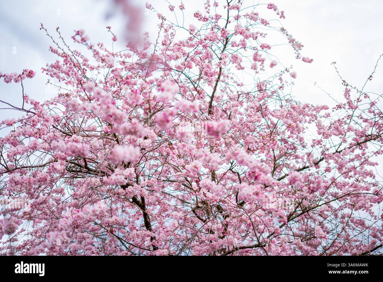 Sakura blossom park in European city. Trees with pink flowers ...