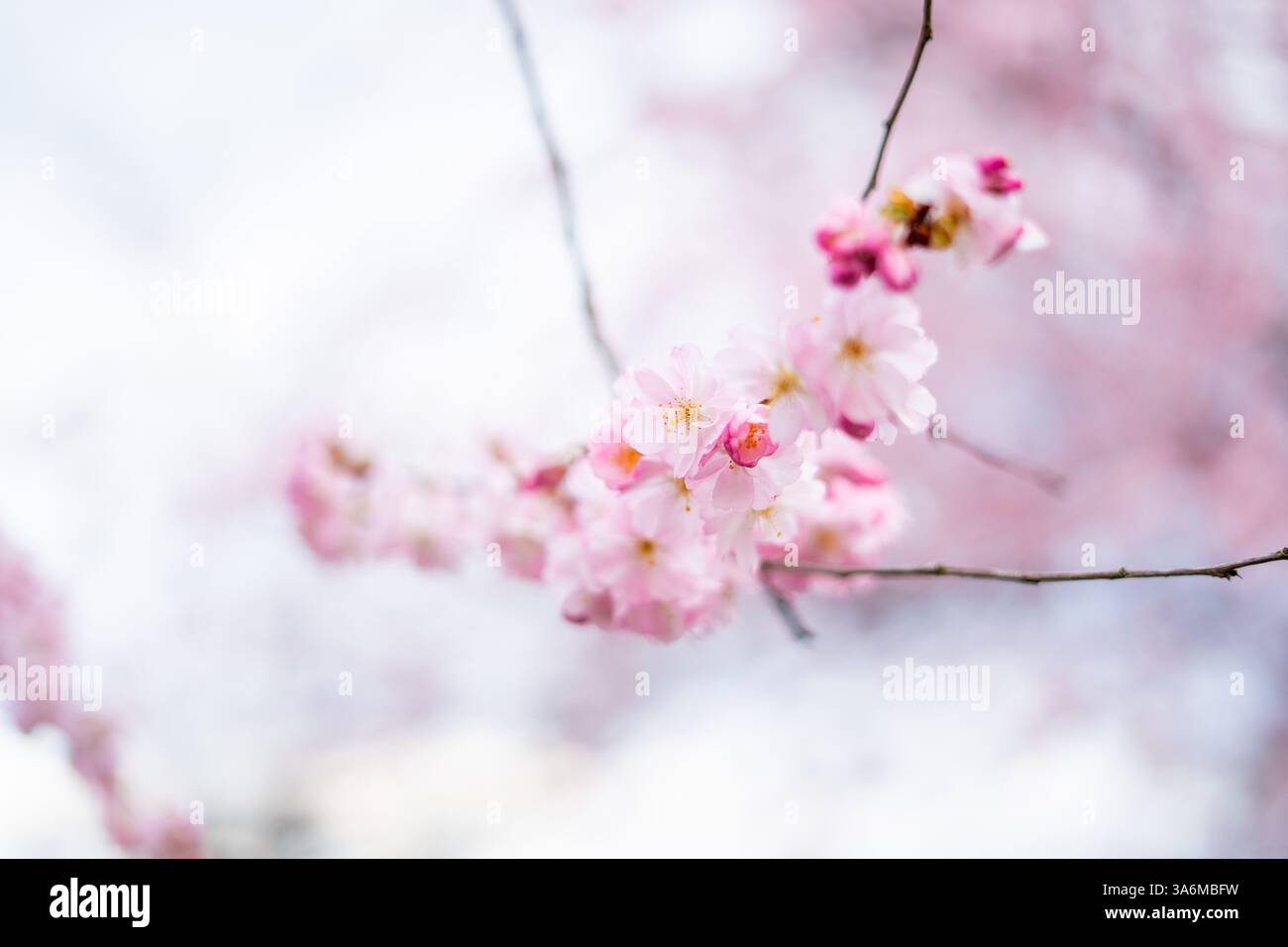 Sakura blossom park in European city. Trees with pink flowers ...